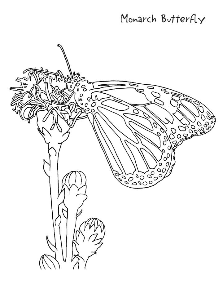 Monarch Butterfly Coloring Page For Kids Free Printable Picture