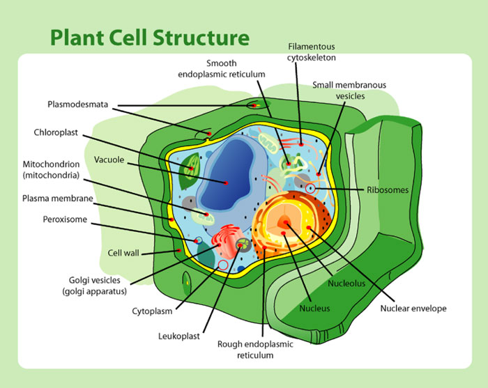 Plant Cell Structure Diagram - Pictures, Photos & Images of Plants ... Plant Cell Structure Diagram - Pictures, Photos & Images of Plants ...